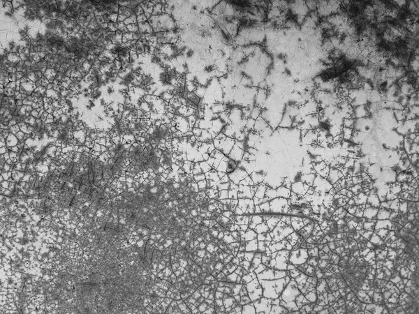 Fungus electron microscope Stock Photos, Royalty Free Fungus electron ...