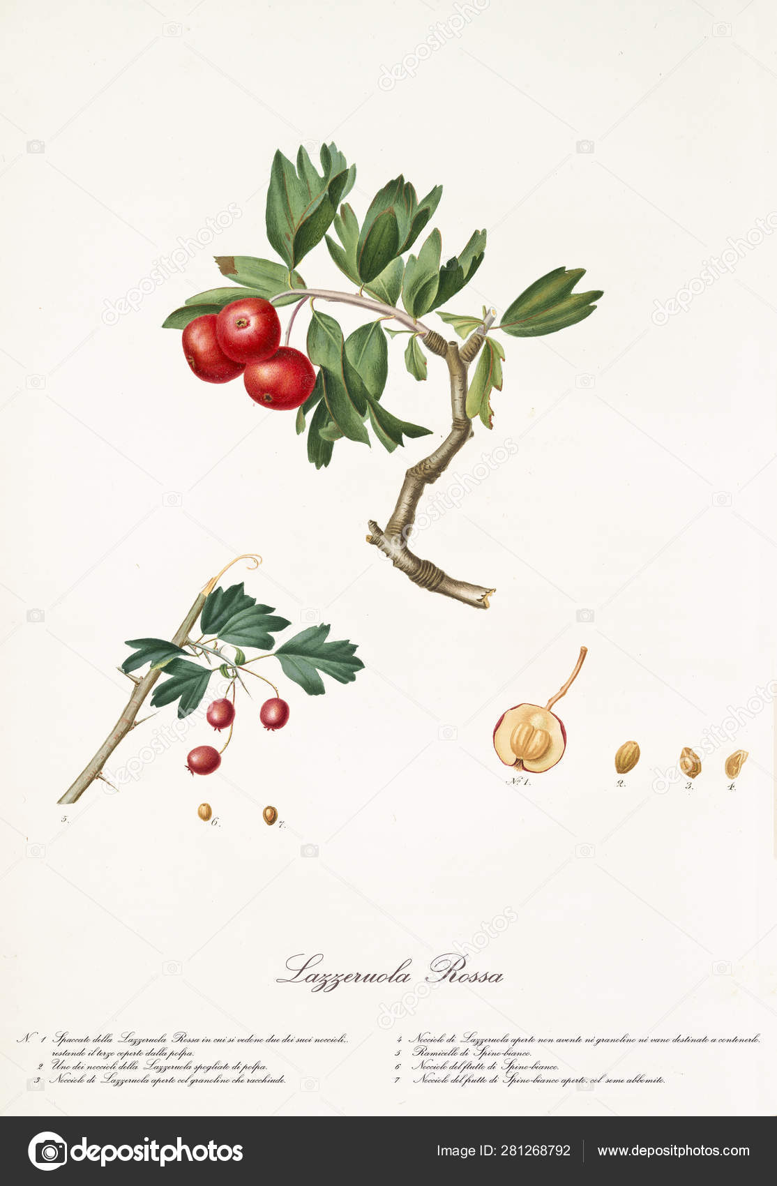 Red azarole fruit Stock Photo by ©mannaggia 281268792