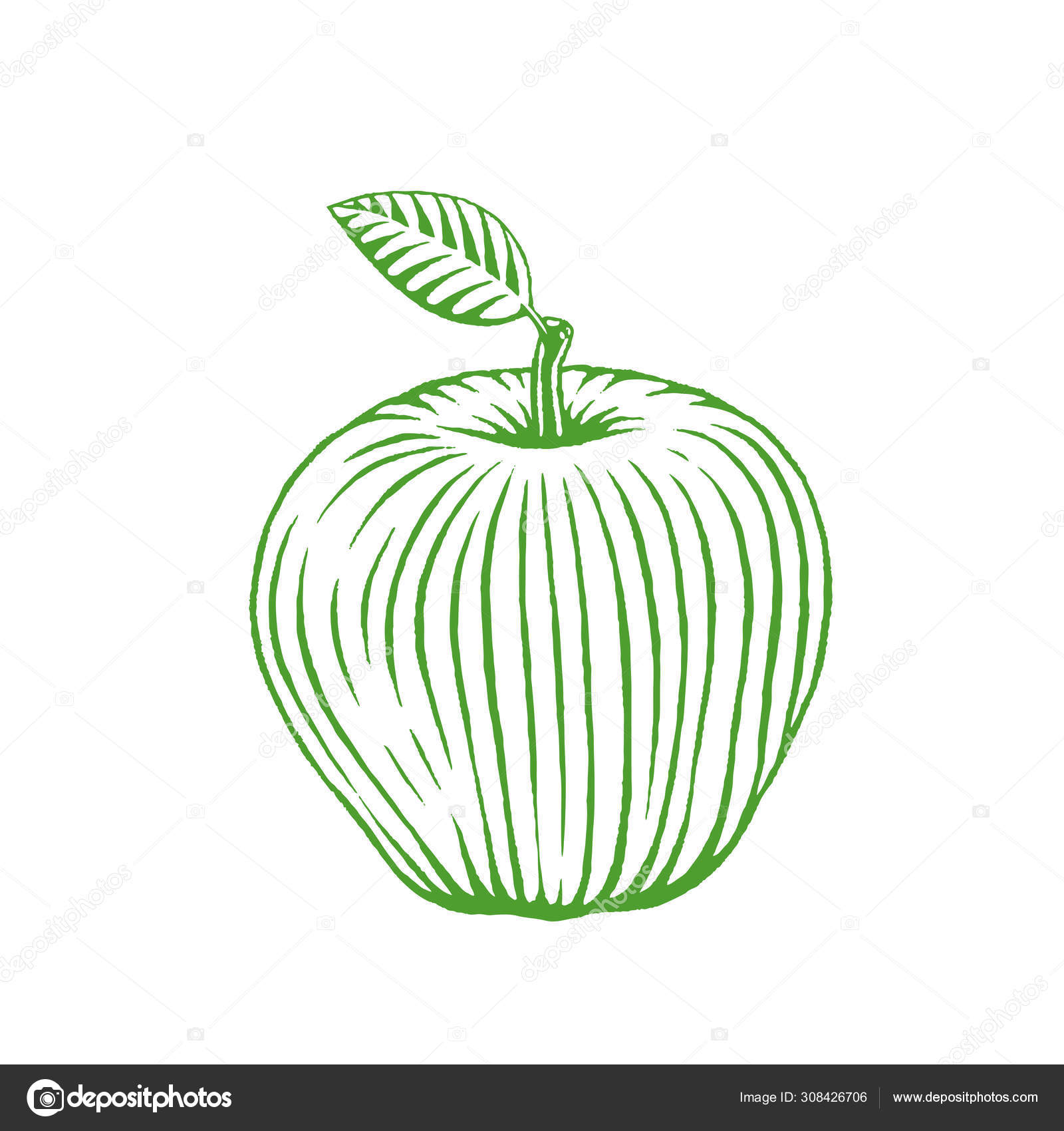 Green Apple Pencil Drawing