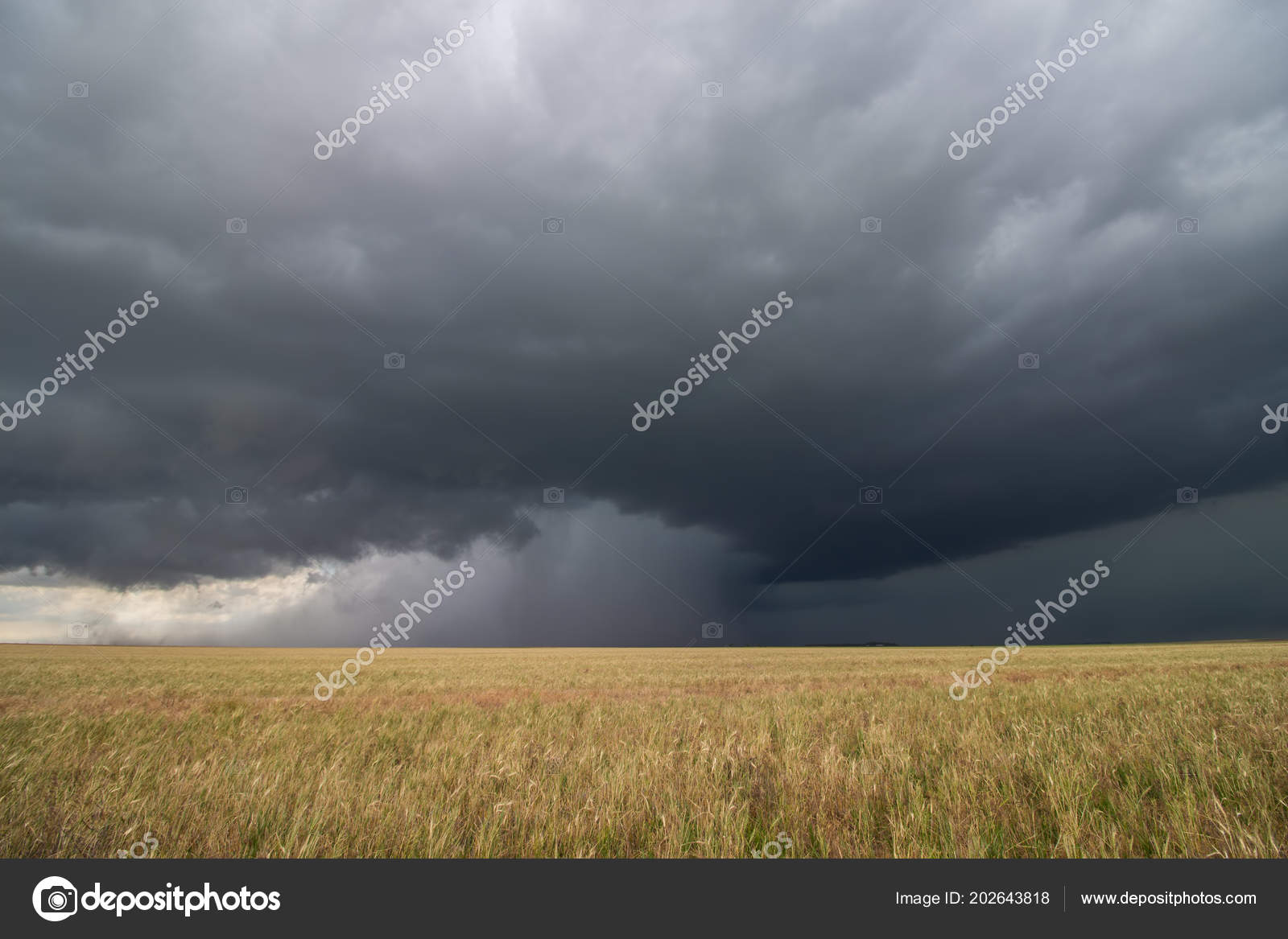 Wheatfield Storm