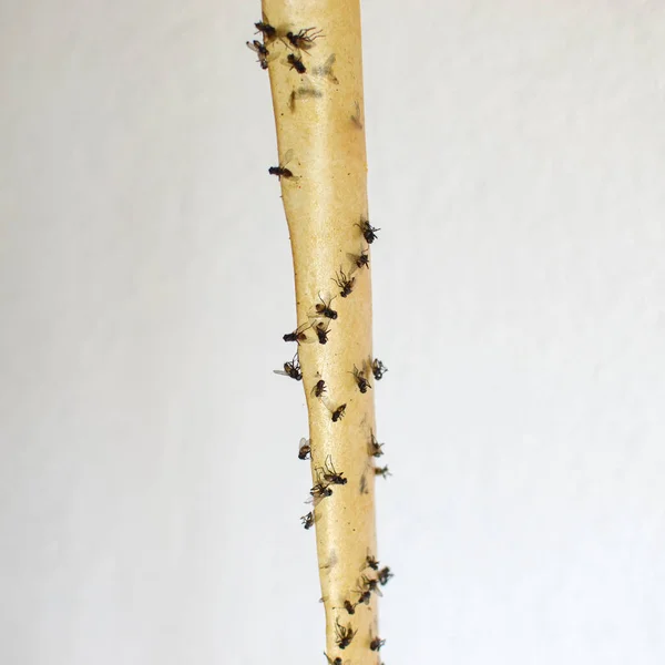 Argentine ants Stock Photos, Royalty Free Argentine ants Images ...