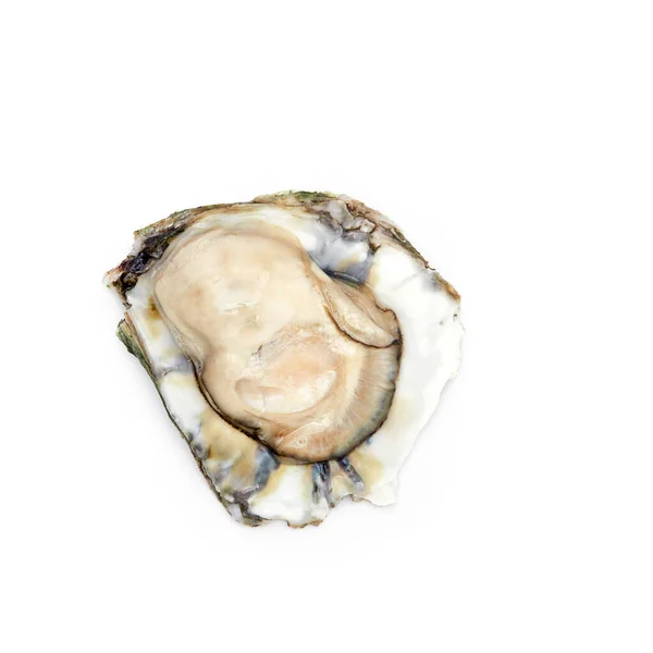 Oyster half shell Stock Photos, Royalty Free Oyster half shell Images ...