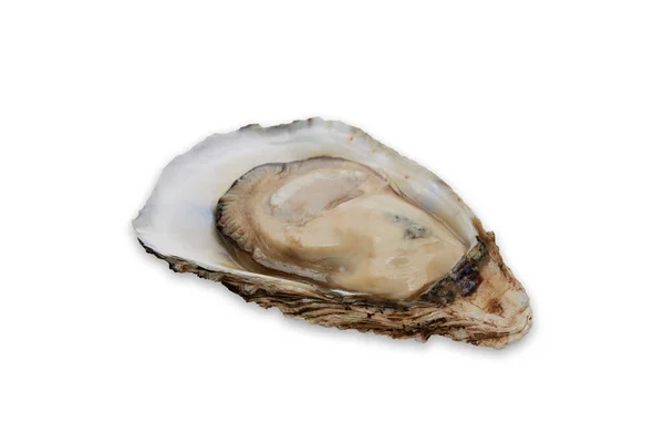 Oyster half shell Stock Photos, Royalty Free Oyster half shell Images ...