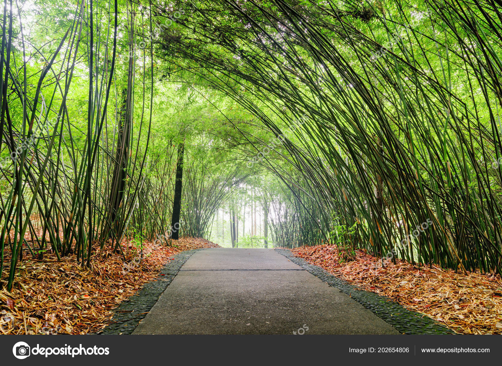 Scenic Shady Path Bamboo Woods Stone Walkway Green Bamboo Trees Stock ...