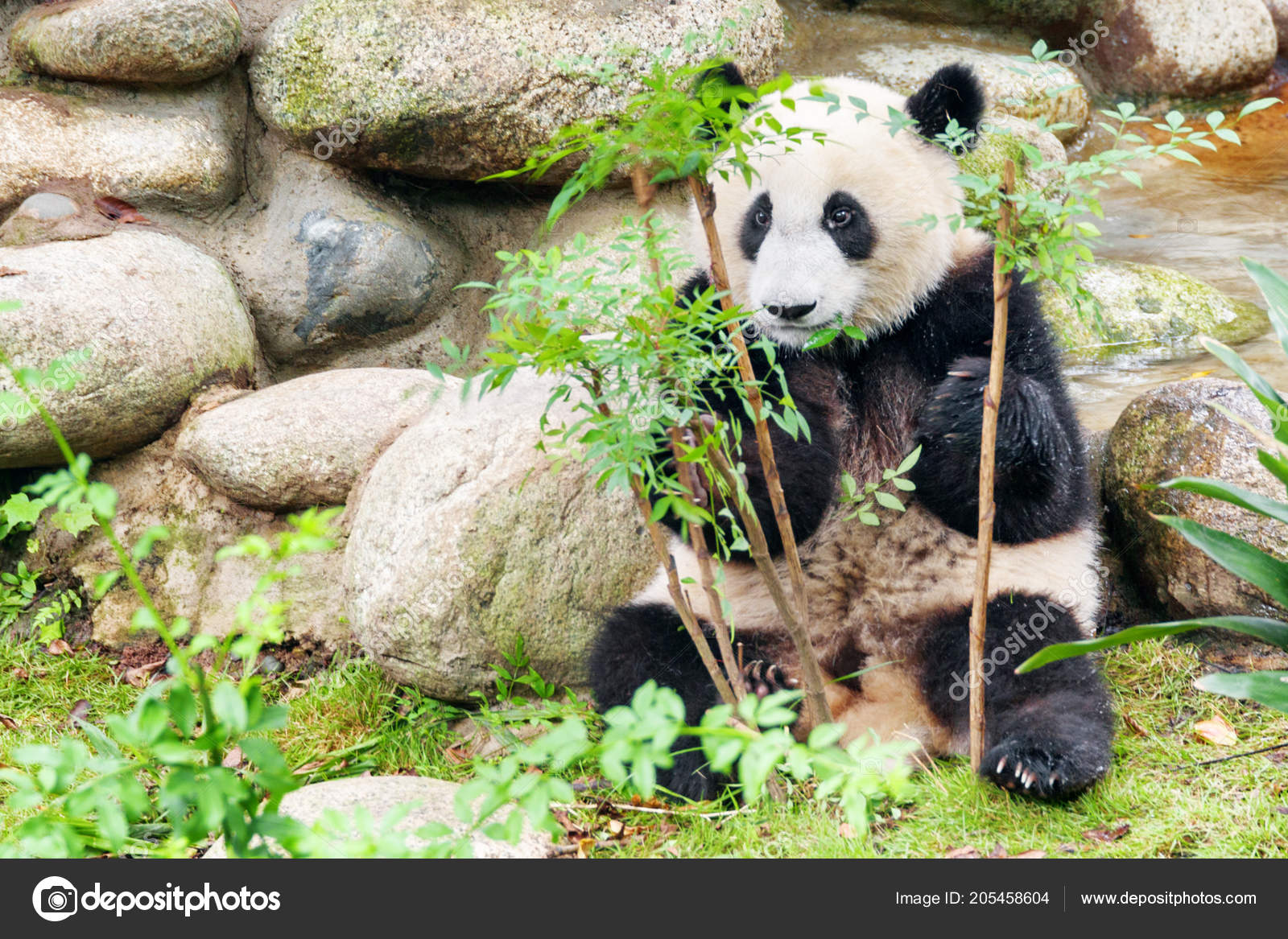 Funny Panda Bear