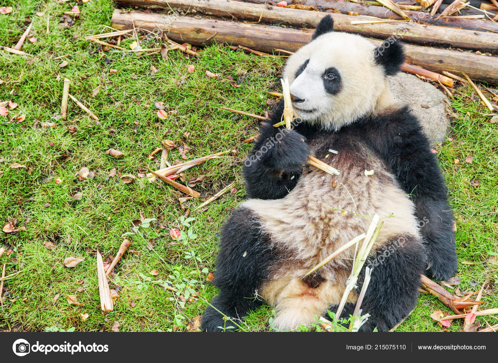 Funny Panda Bear