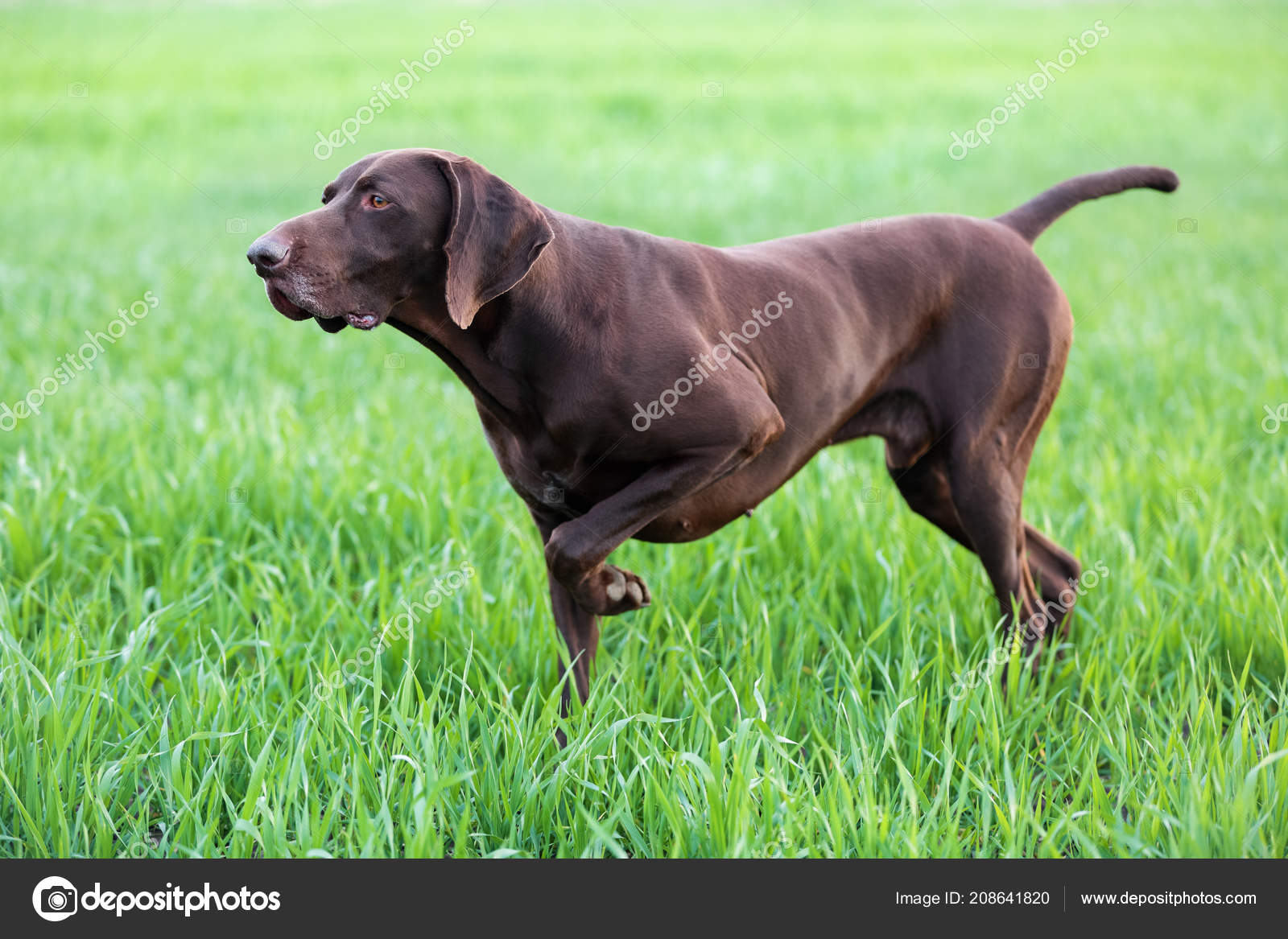 Vizsla German Shorthaired Pointer Mix