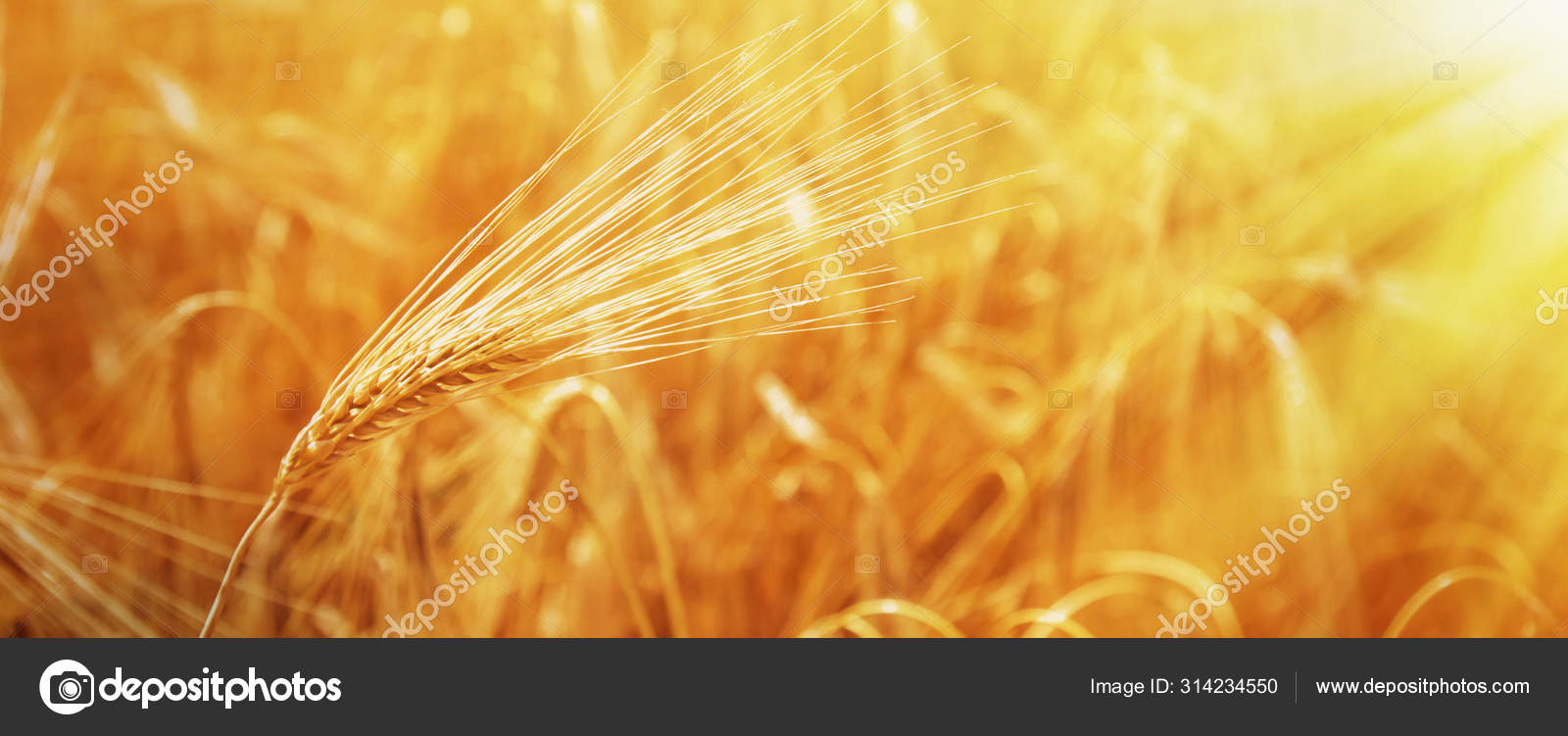 Close up barley field background. Agriculture, agronomy, industr Stock ...