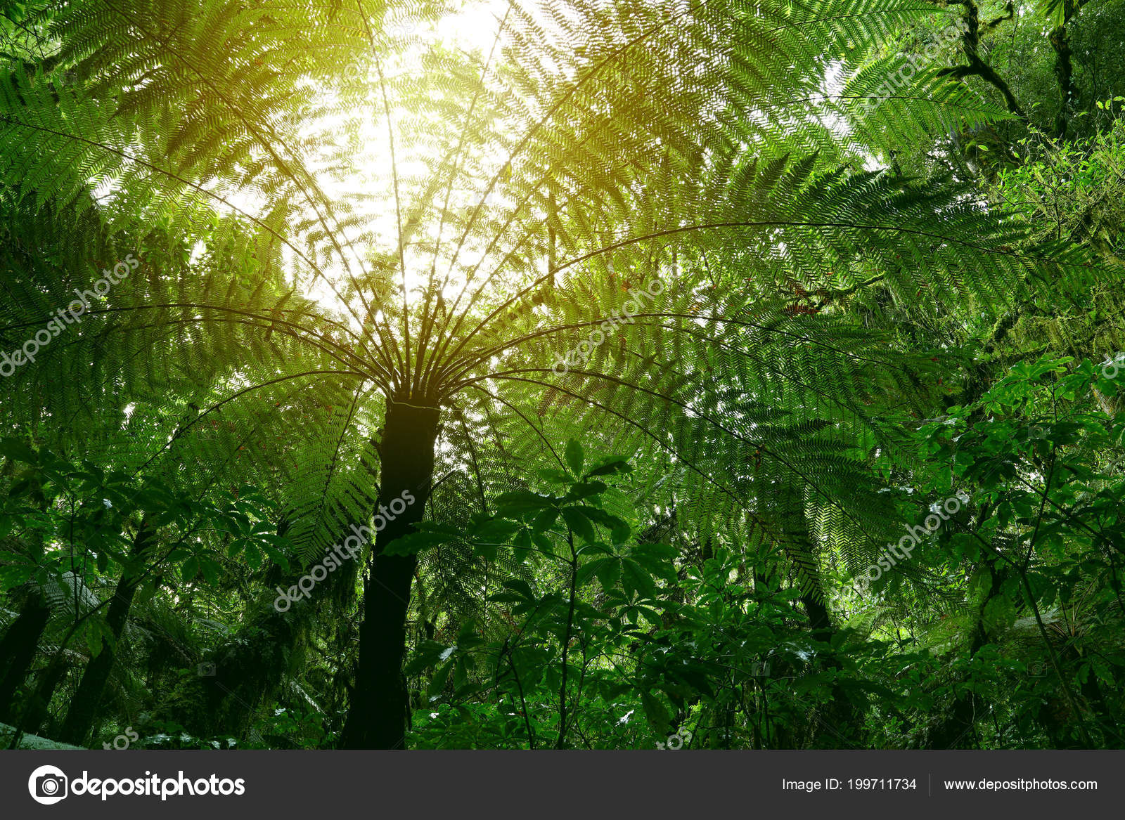 Rainforest Canopy Background