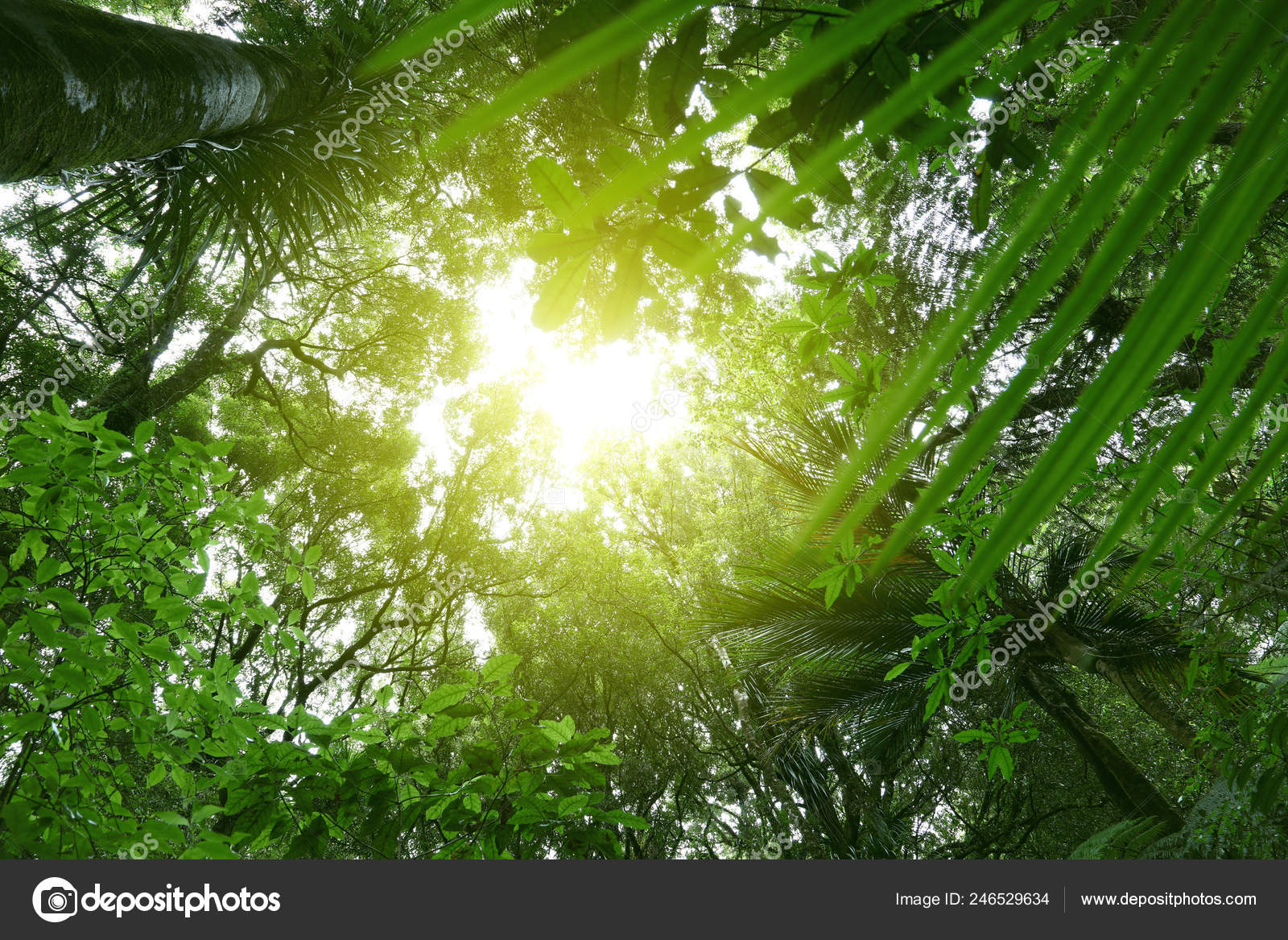 Tree Canopy Tropical Jungle Stock Photo by ©stillfx 246529634