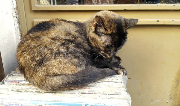 Greek cat Stock Photos, Royalty Free Greek cat Images | Depositphotos®