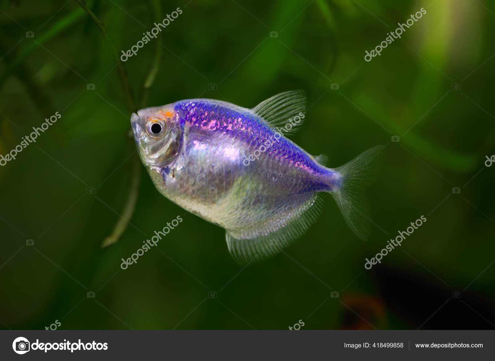 Pesci Colorati Dell'acquario Tetra Nera Gymnocorymbus Ternetzi - Foto ...