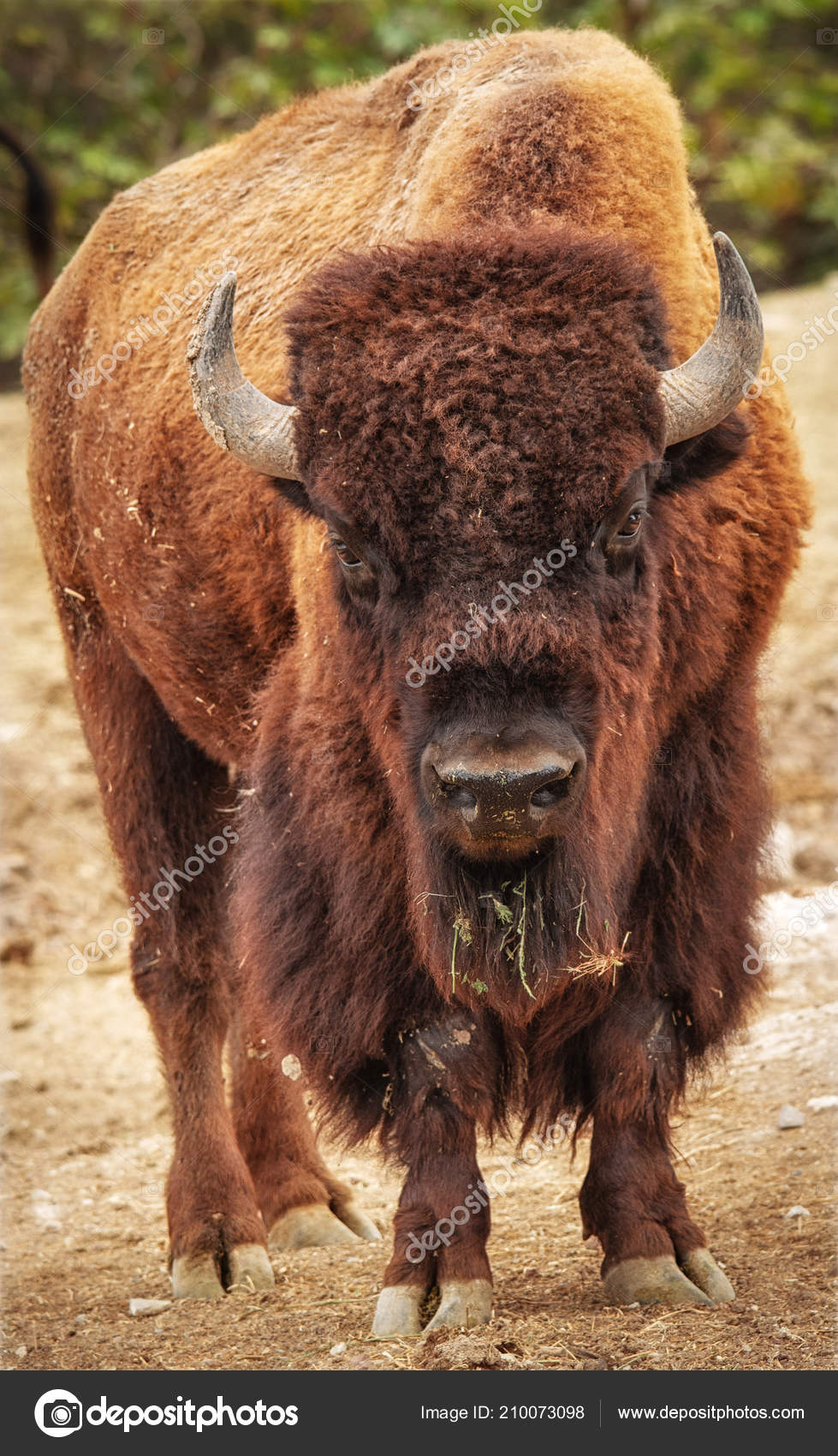 American Bison Bison Bison Front Steaming Geyser Yellowstone National ...