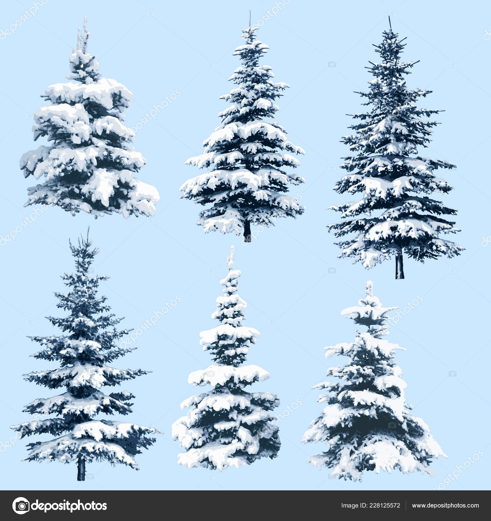Pine Trees Illustration