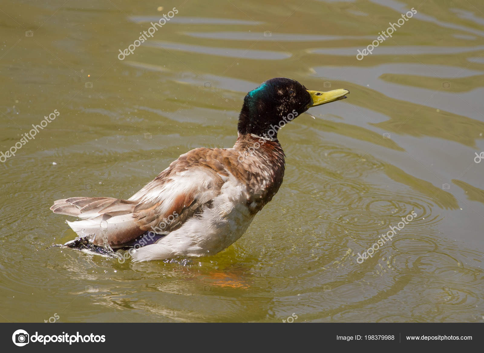 Male Mallard Duck Floating Water Stock Photo by ©leedsn 198379988