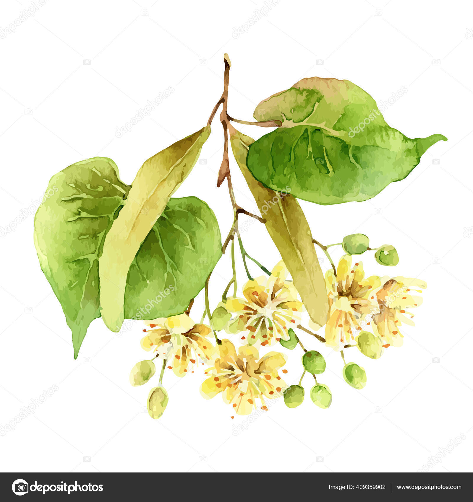Linden flowers isolated on white background Stock Vector by ©mika_48 ...