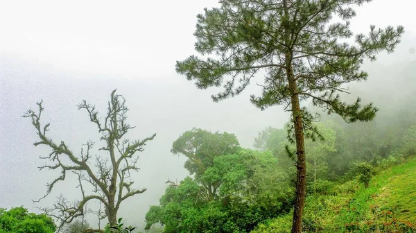 Vivera highland kodaikanal Stockfotos, lizenzfreie Vivera highland ...