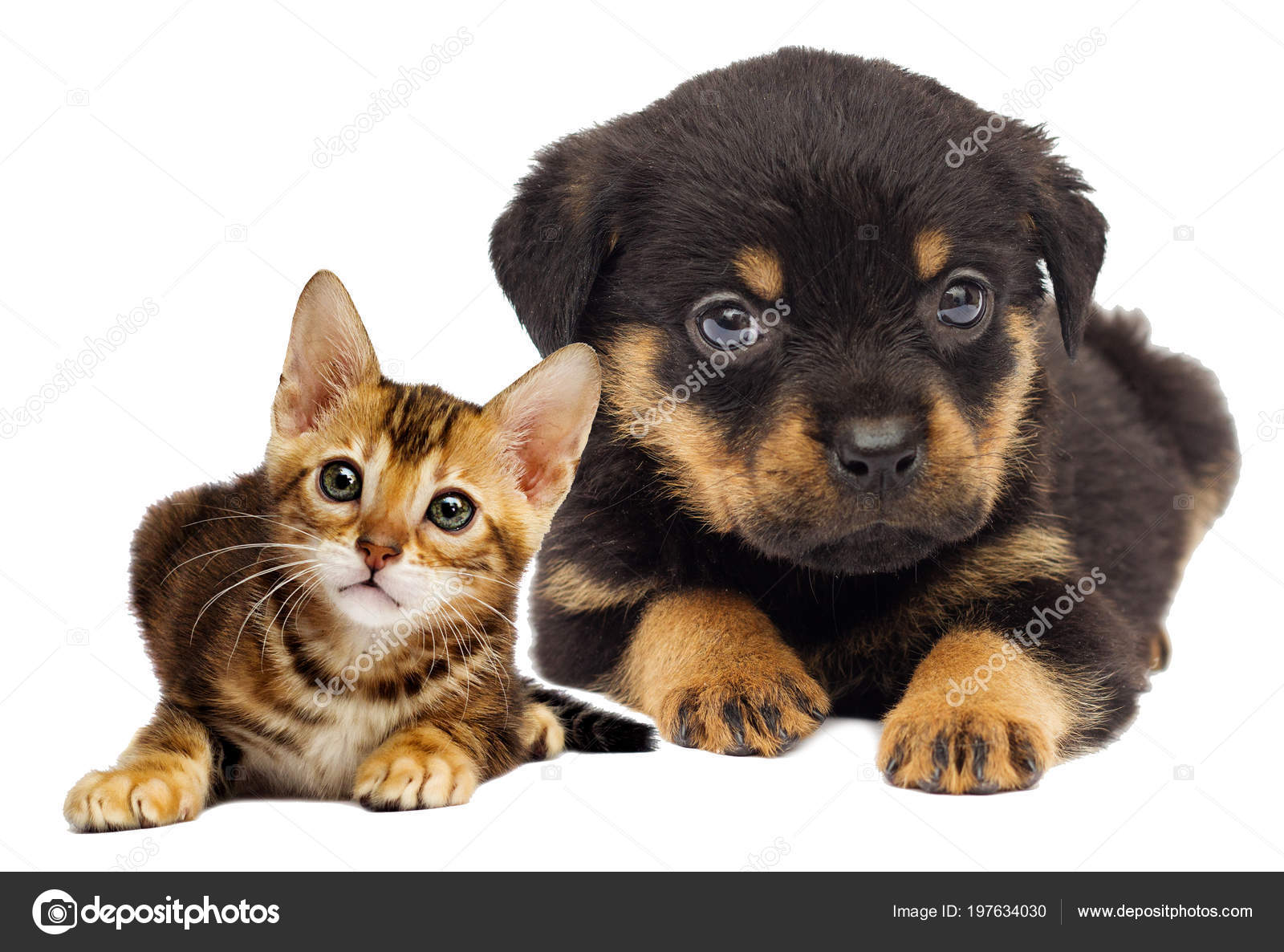 Are Rottweiler Good With Cats