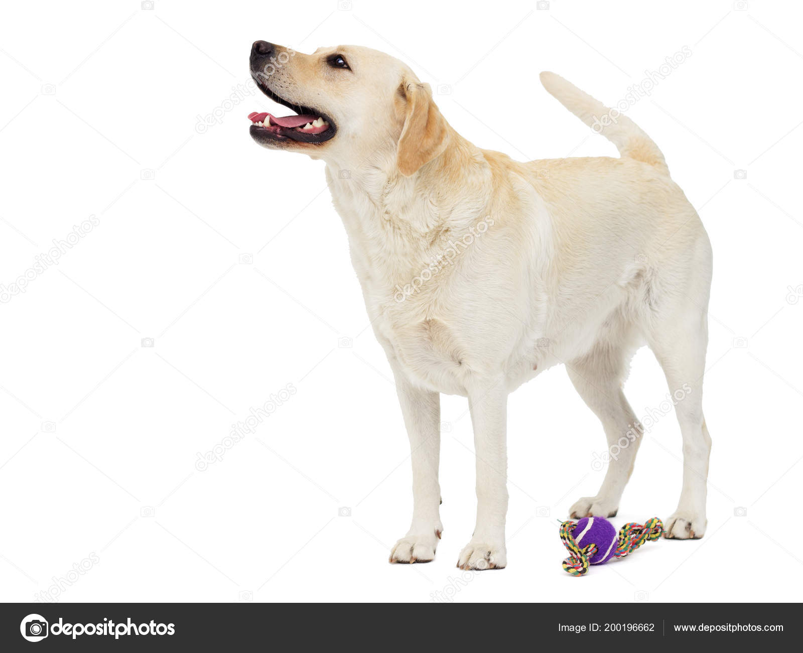 Beige Labrador Puppies - Dog Facts about Color - Dog Dwell