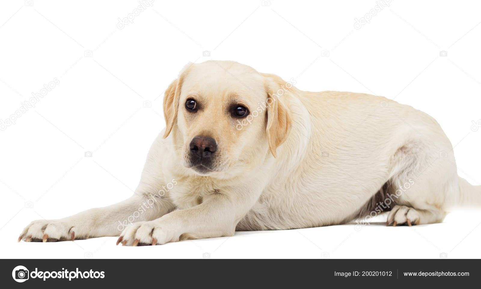 Sad Dog Labrador Lies — Stock Photo © gurinaleksandr #200201012