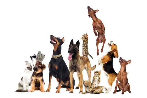 Group of pets sitting in front of white background — Stock Photo ...