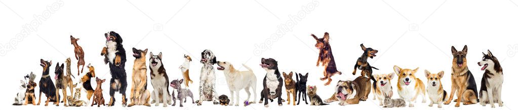 Waiting dog Stock Photos, Royalty Free Waiting dog Images | Depositphotos