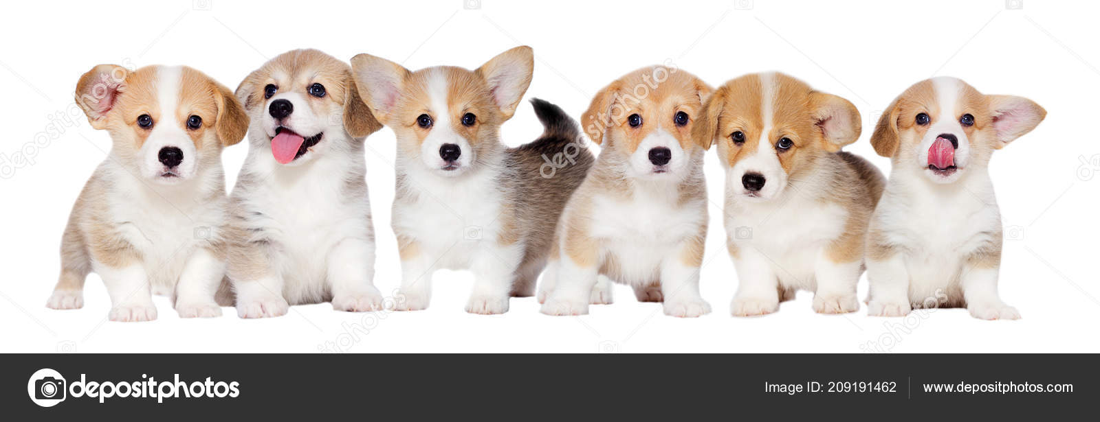 Mini Welsh Corgi