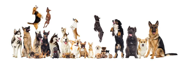 Muchos perros fotos de stock, imágenes de Muchos perros sin royalties ...