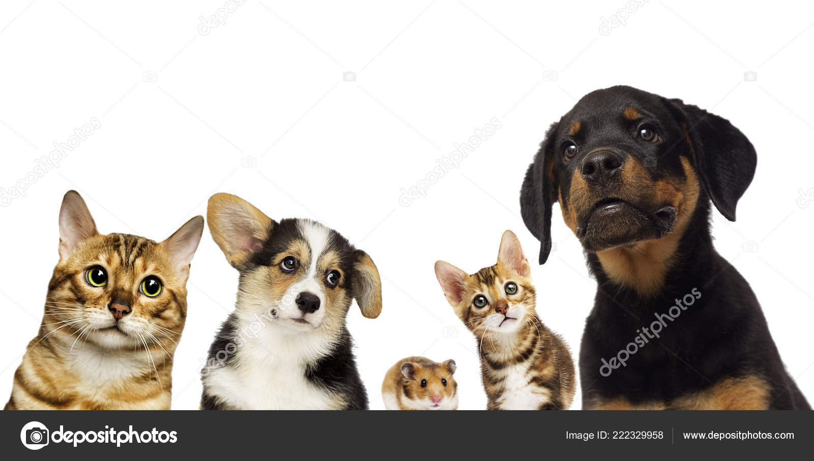 Group Of Dogs And Cats