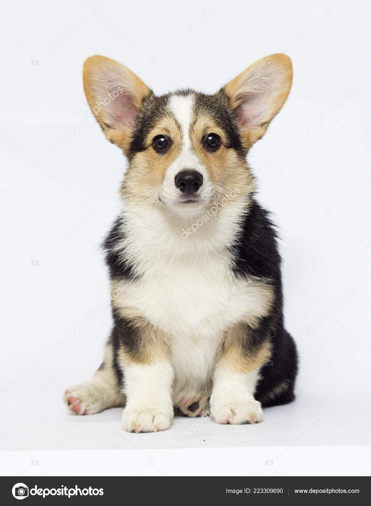 Pembroke Welsh Corgi Tri Color