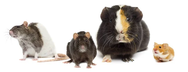 The rat pack Stock Photos, Royalty Free The rat pack Images | Depositphotos