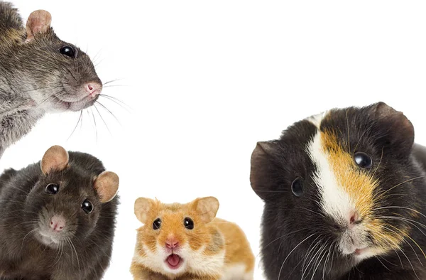 Rodents collage Stock Photos, Royalty Free Rodents collage Images ...