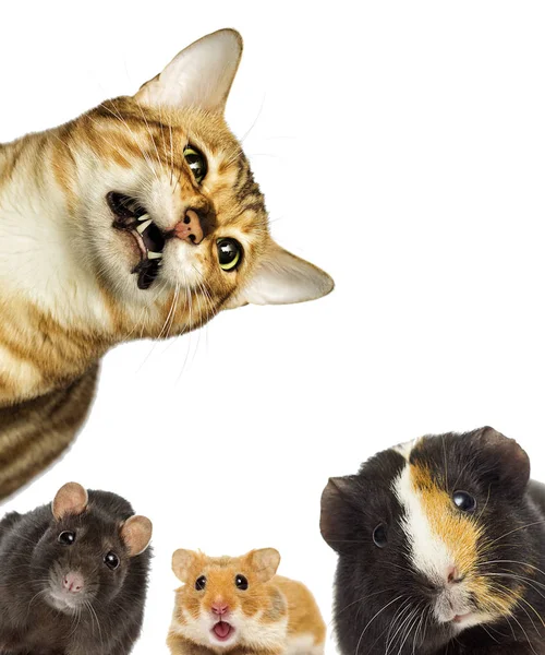 Funny rodents Stock Photos, Royalty Free Funny rodents Images ...