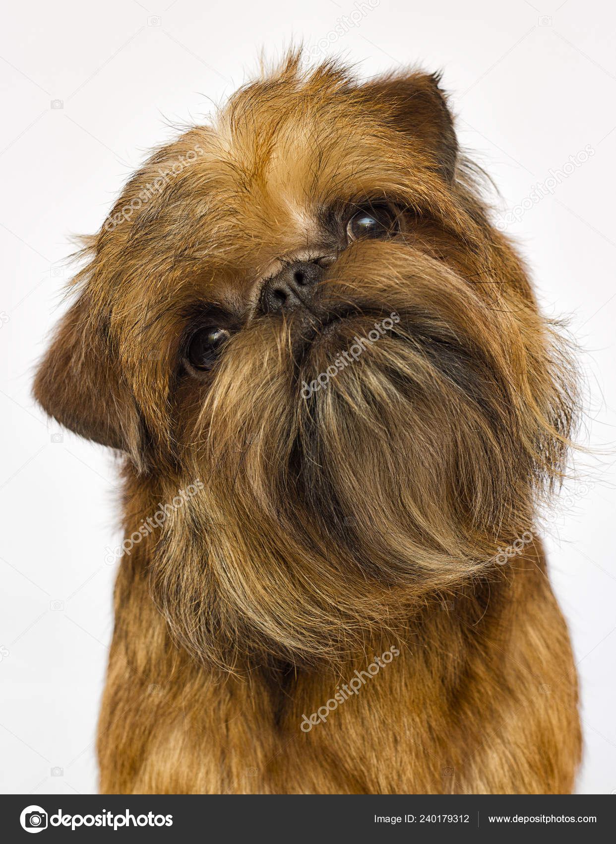 White Griffon Puppies
