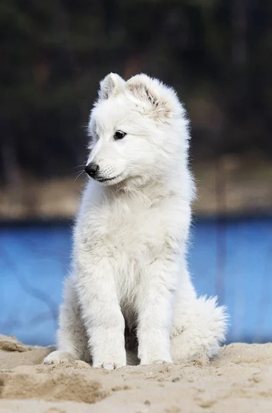 Cute Baby Arctic Wolf