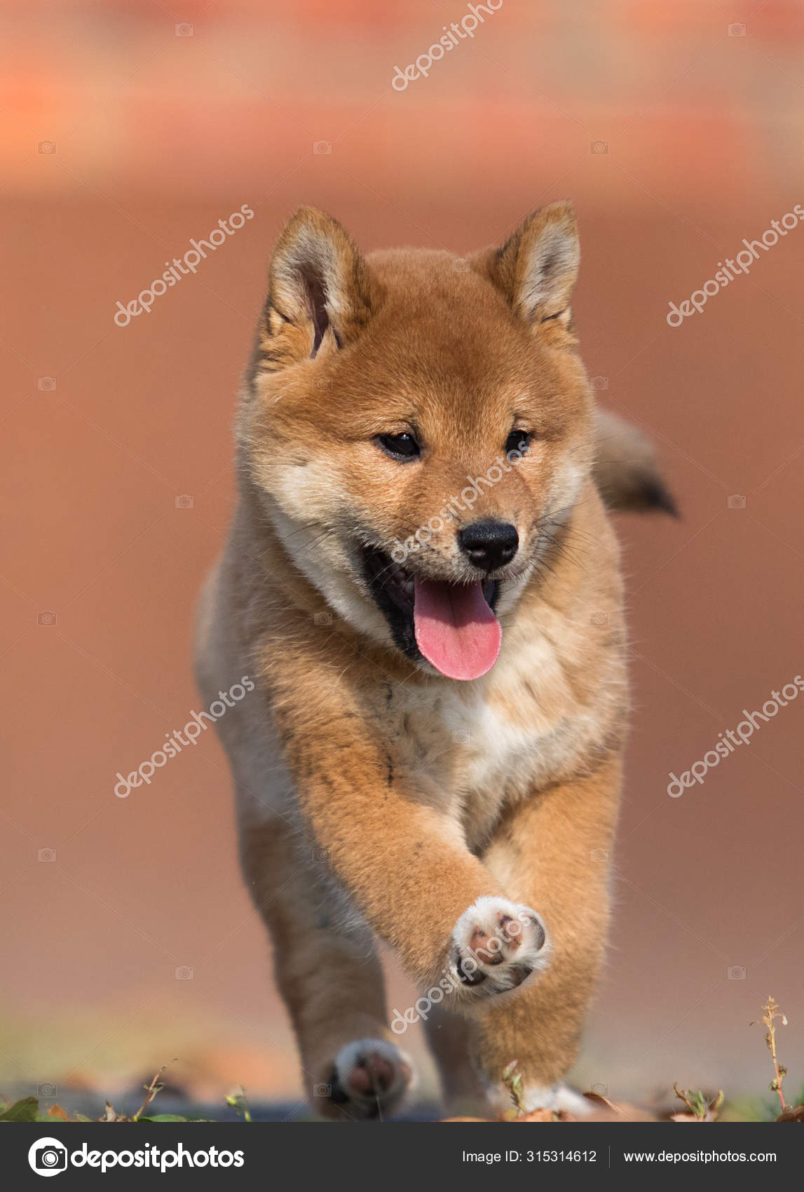 Little shiba inu puppy runs — Stock Photo © gurinaleksandr #315314612