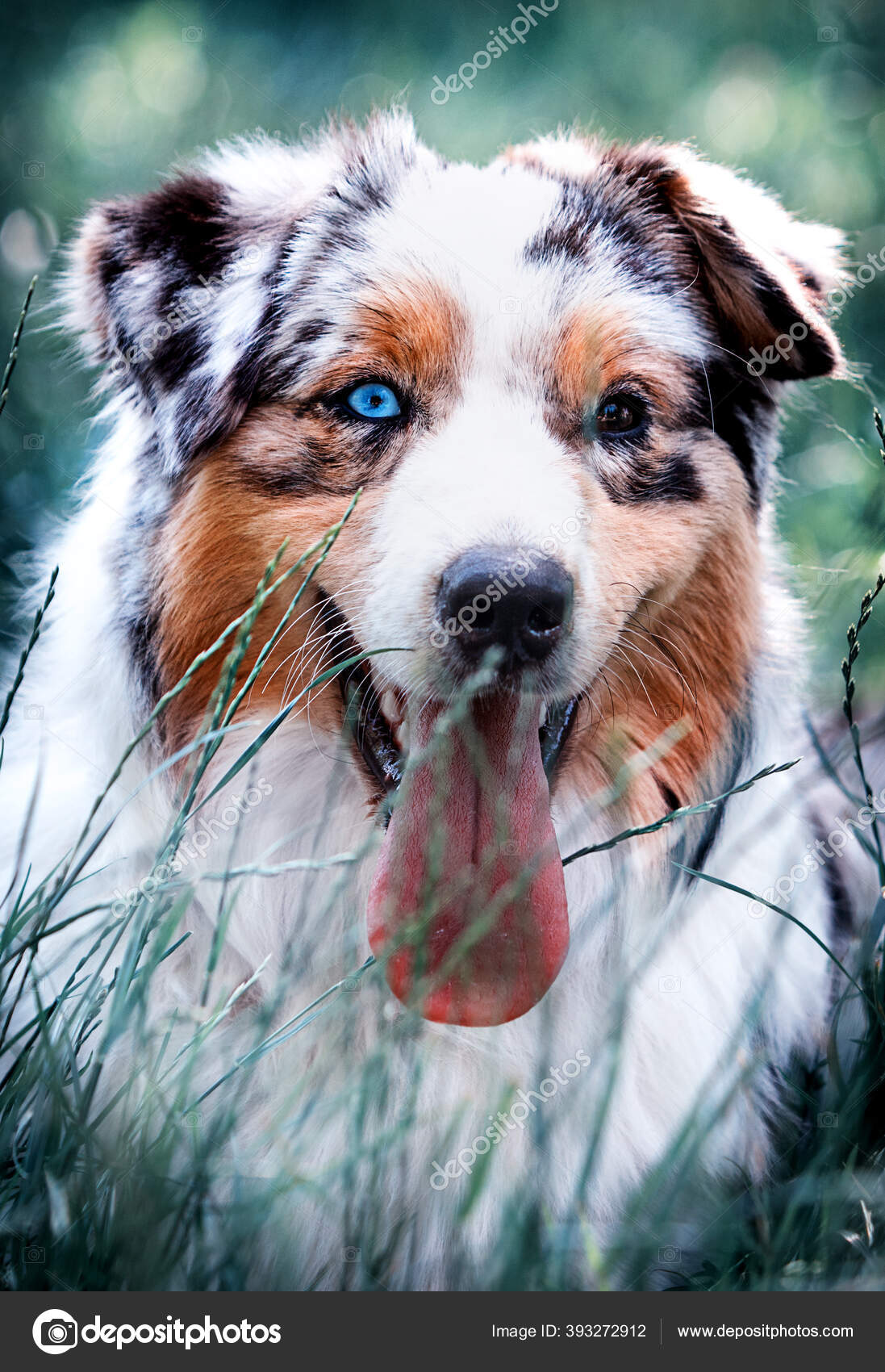 Merle Dog Portrait Backlight — Stock Photo © gurinaleksandr #393272912
