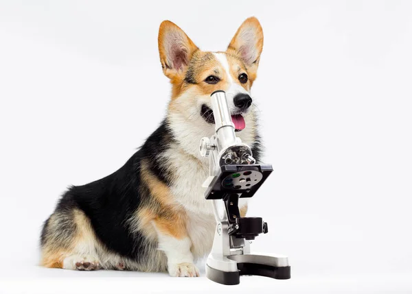 Dog microscope Stock Photos, Royalty Free Dog microscope Images ...