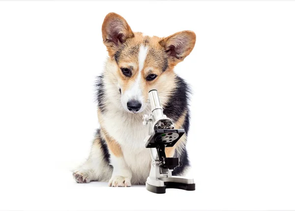 asistente de laboratorio de perro y microscopio 2024