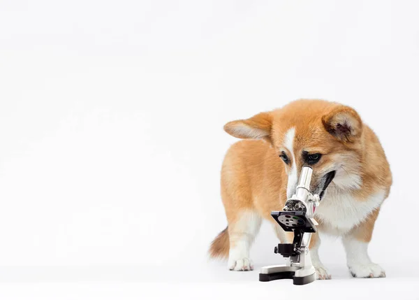 Dog microscope Stock Photos, Royalty Free Dog microscope Images ...