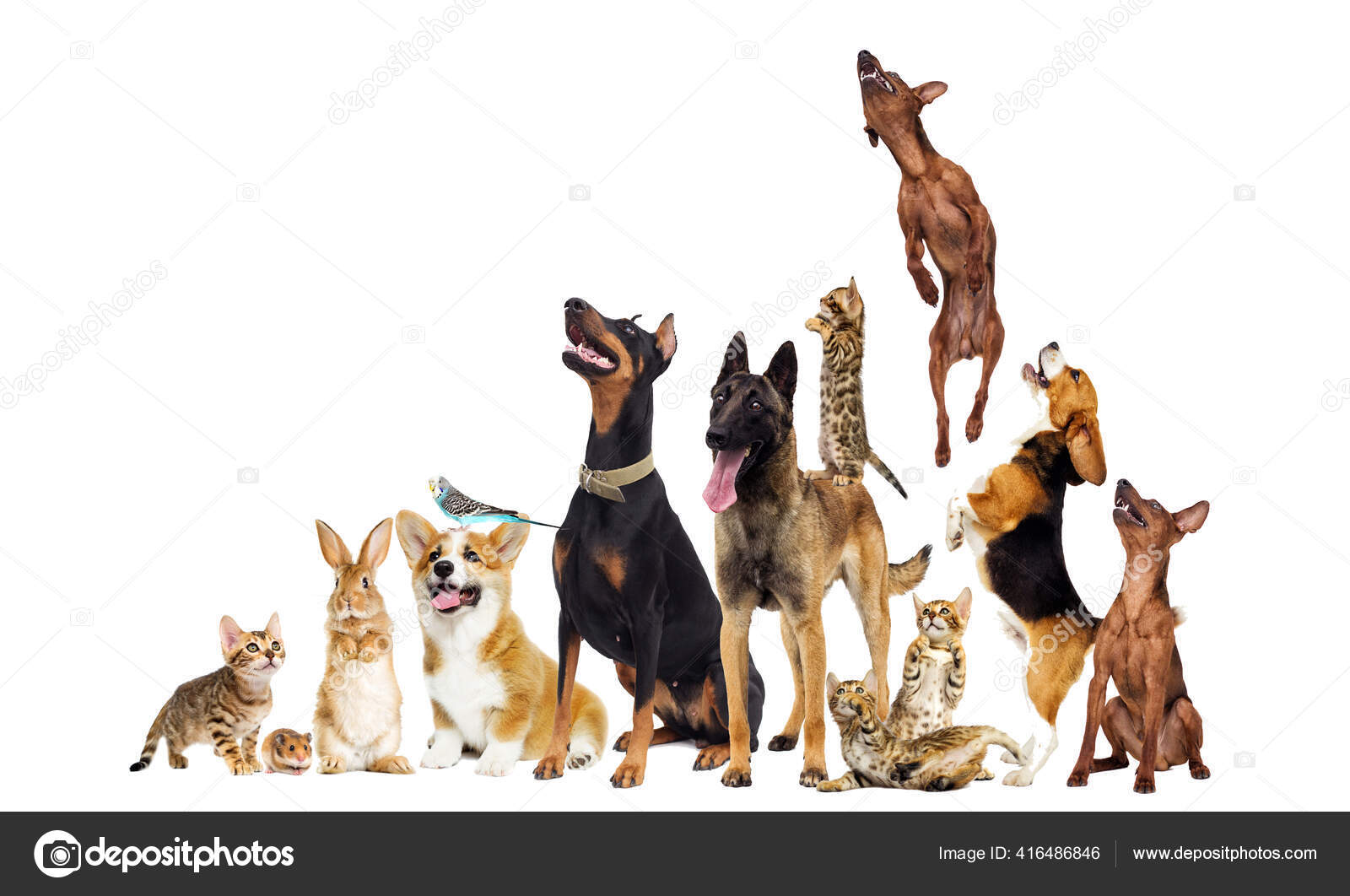 Puppy Kitten Parrot Rabbit Hamster White Background Stock Photo by ...