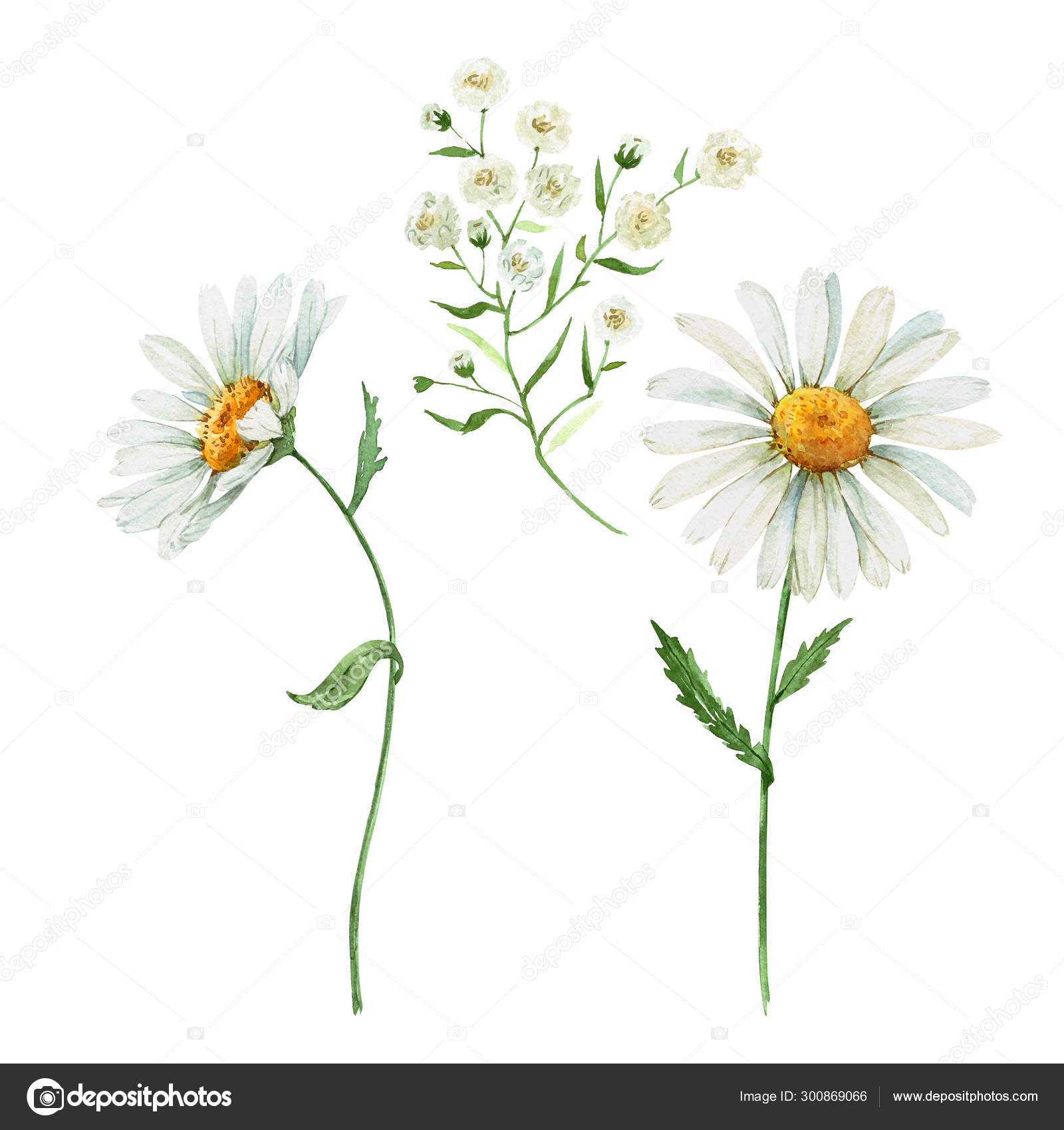 White Daisy Drawing