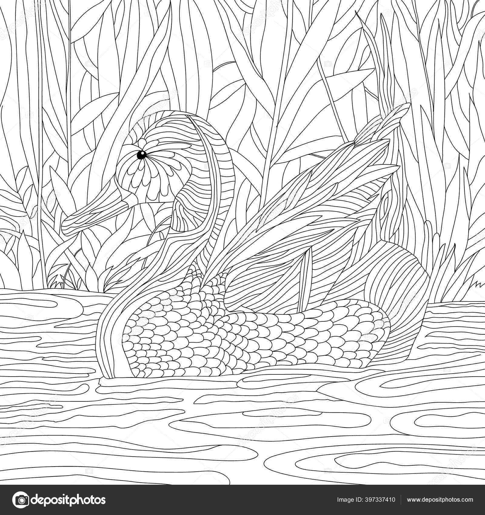 Coloring Illustration Picture Duck Bird Pond Water Stock Illustration ...