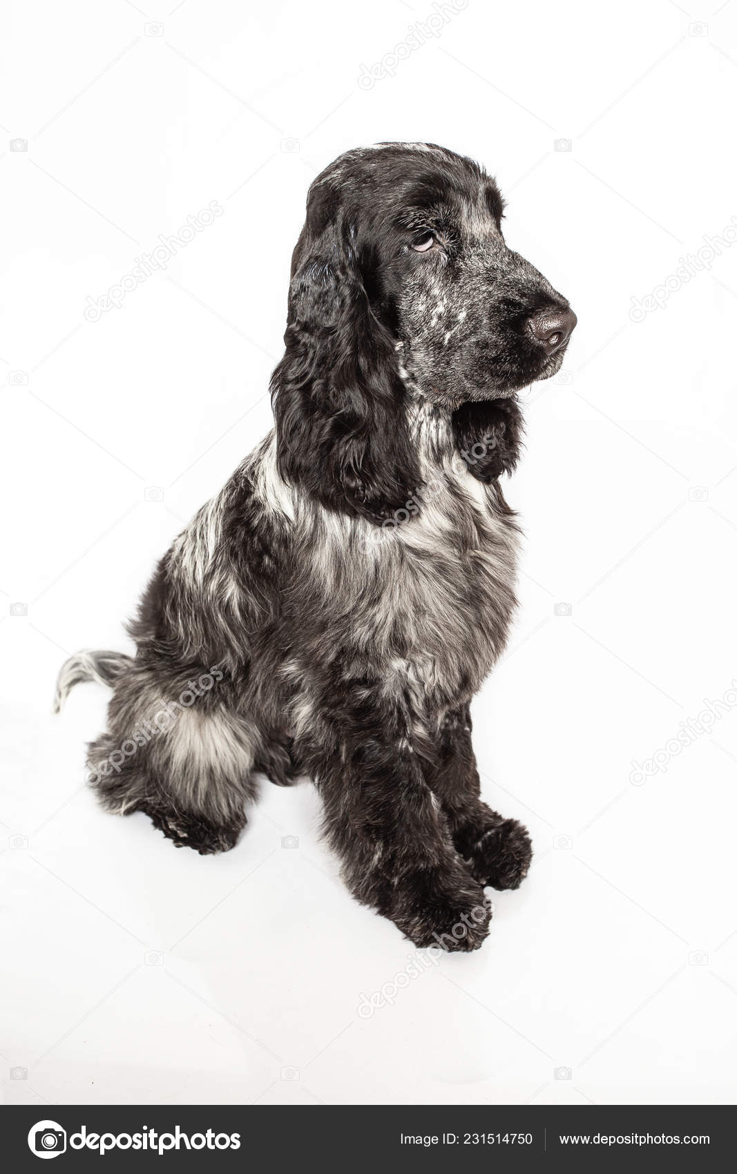 Mezcla De Cocker Spaniel Blanco Y Negro