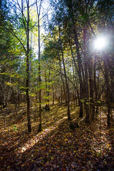 Late day sun, peaking through the trees during the fall - Stock Image ...