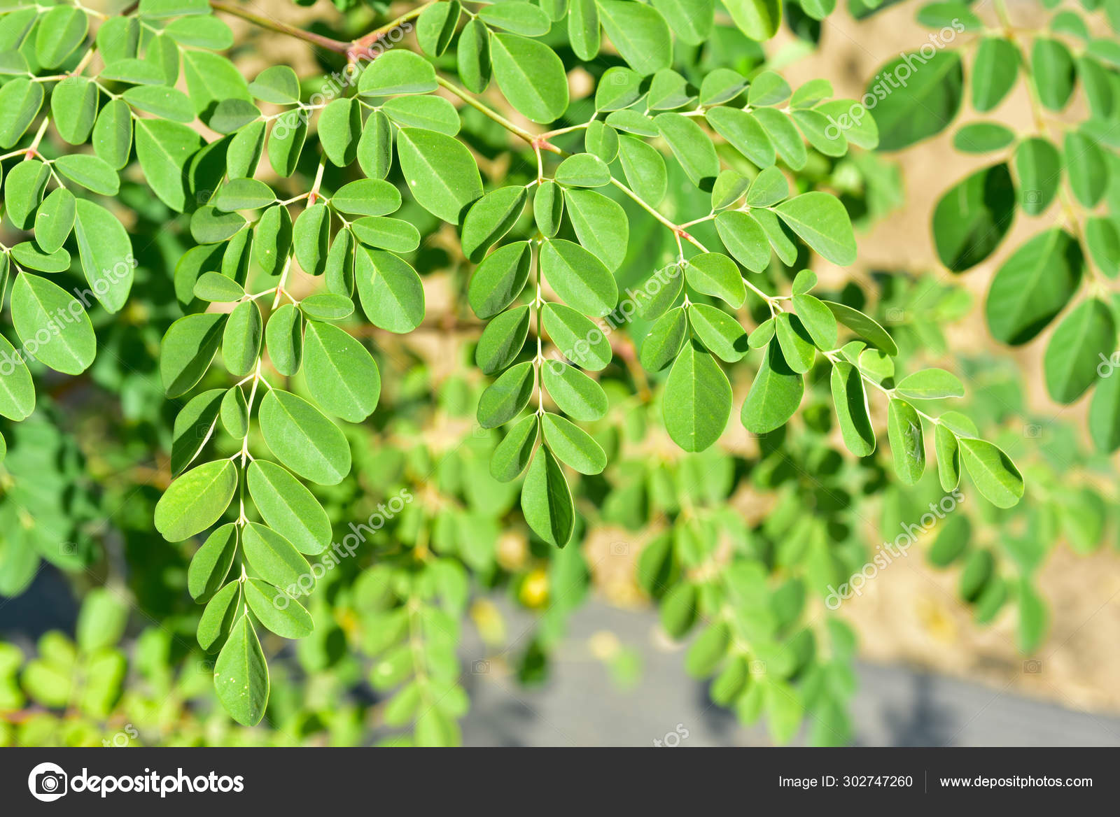 Moringa tree on the field — Stock Photo © coconat #302747260