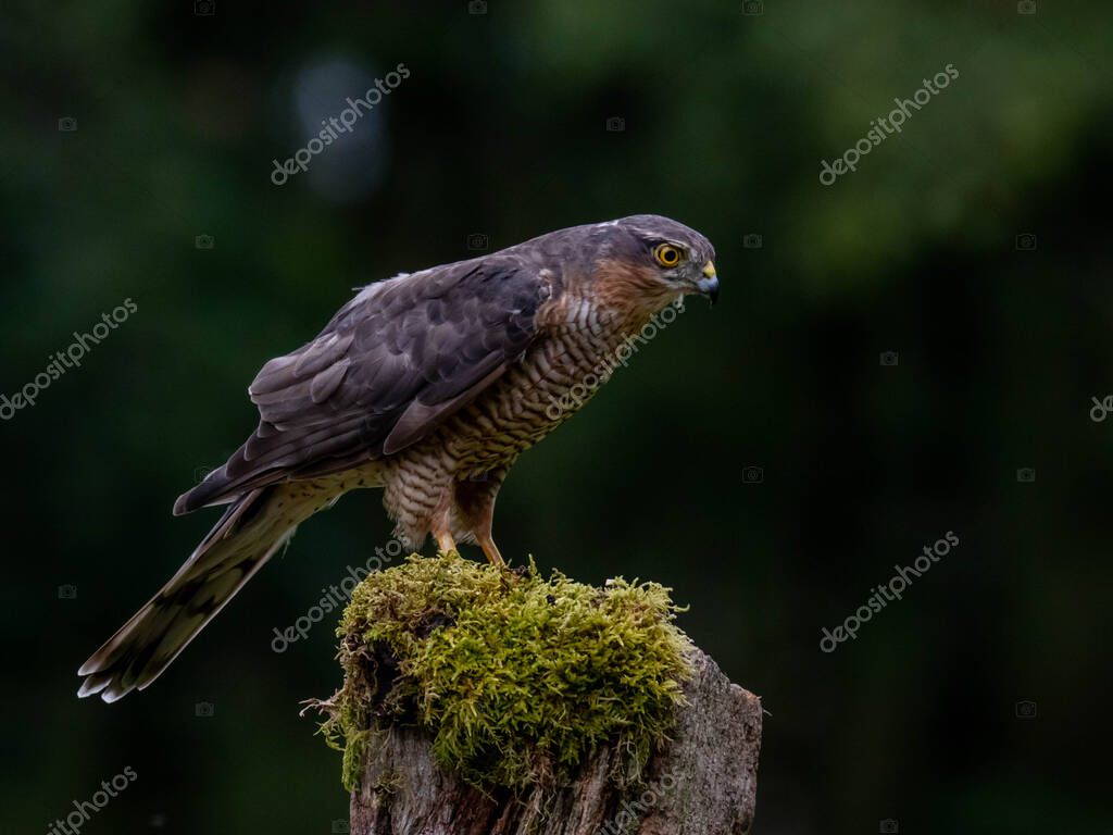 Bird of Prey - Gavilán (Accipiter nisus), también conocido como el ...