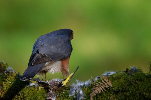 Little sparrowhawk Stock Photos, Royalty Free Little sparrowhawk Images ...