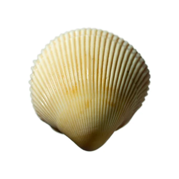 Modelo de shell Stock Photos, Royalty Free Modelo de shell Images ...