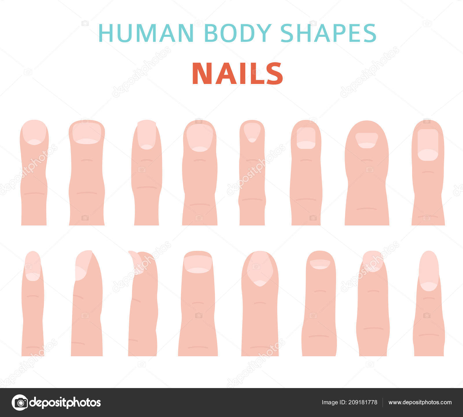 Formas Del Cuerpo Humano Mano Dedos Uñas Tipo Conjunto Ilustración ...